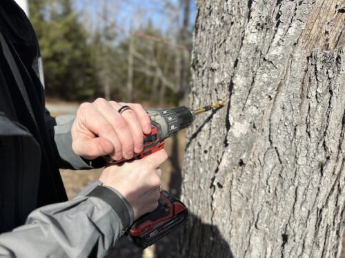 How To Tap Maple Trees For Beginners – Homestead Fox
